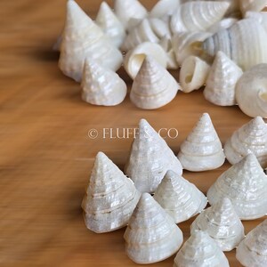 Mini TROCA Shells - Natural Pearl-like Spiral Shells, Small White ...