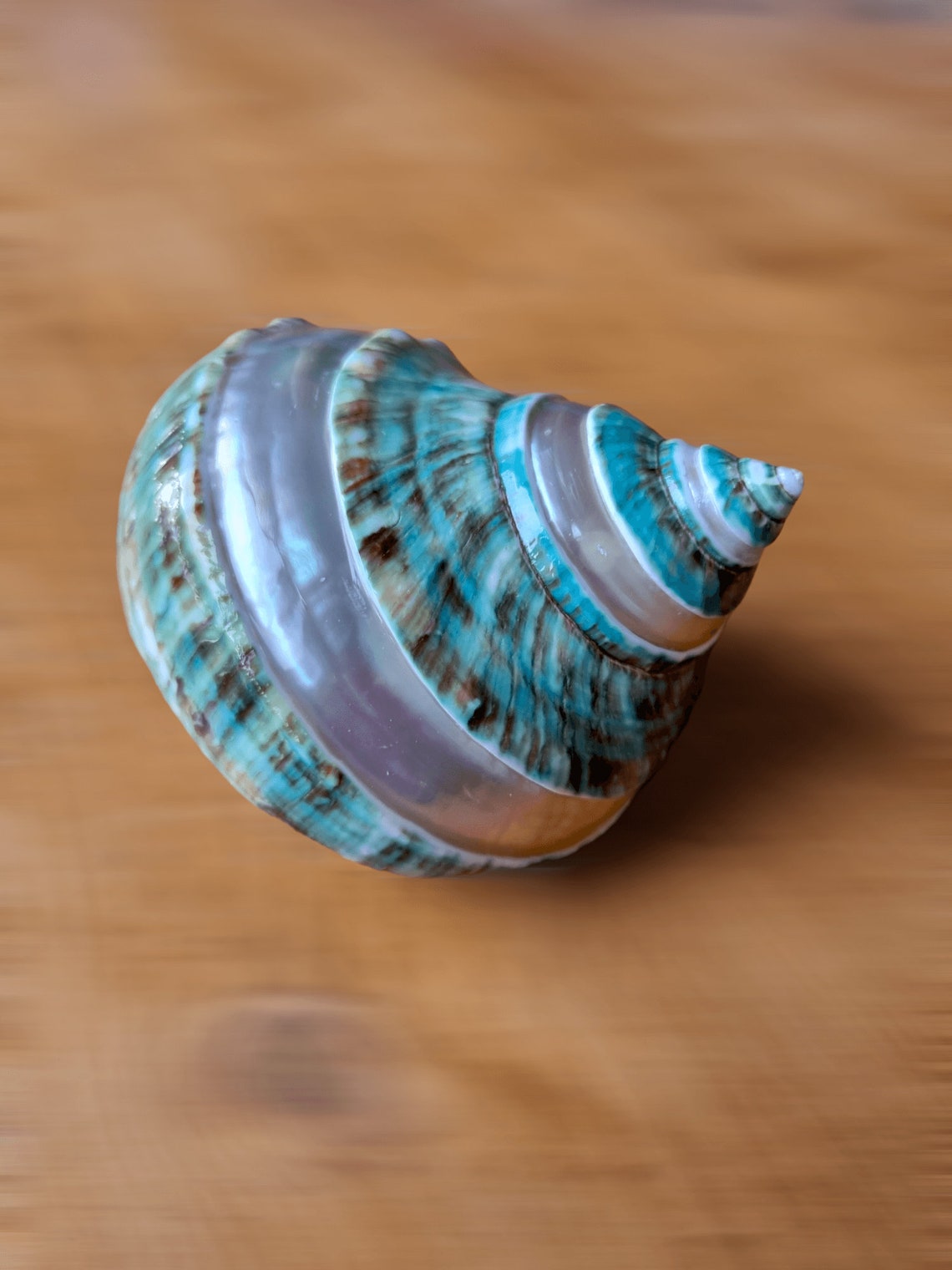 Big HERMIT Crab Sea Shell, Jade IMPERIAL TURBO Shell, Pearl Banded Rare ...