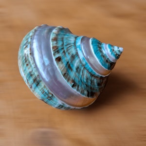 Big HERMIT Crab Sea Shell, Jade IMPERIAL TURBO Shell, Pearl Banded Rare ...