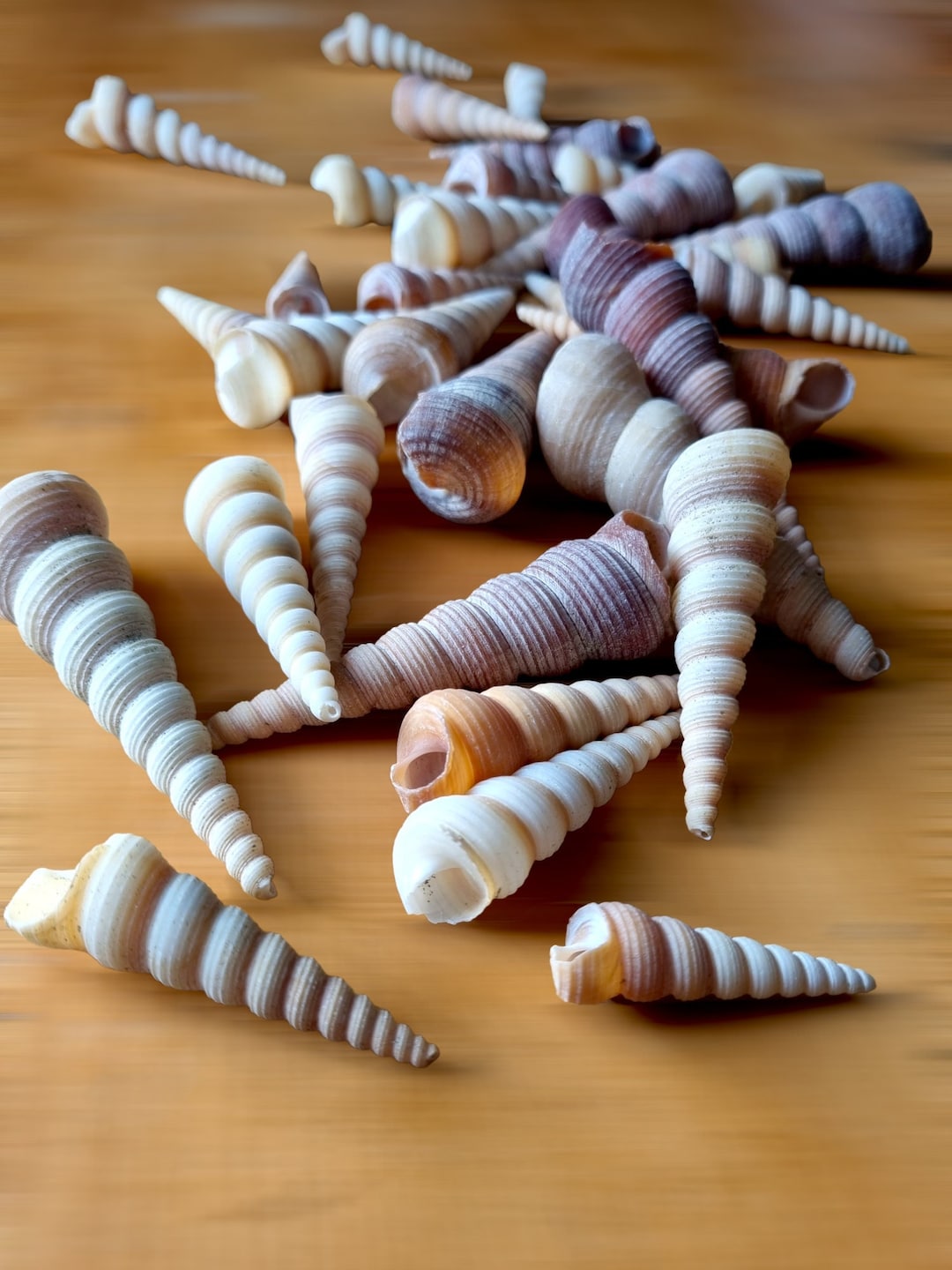 Natural SCREW SHELLS, SPIRAL Seashells, Beach Wedding Decor, Coastal ...