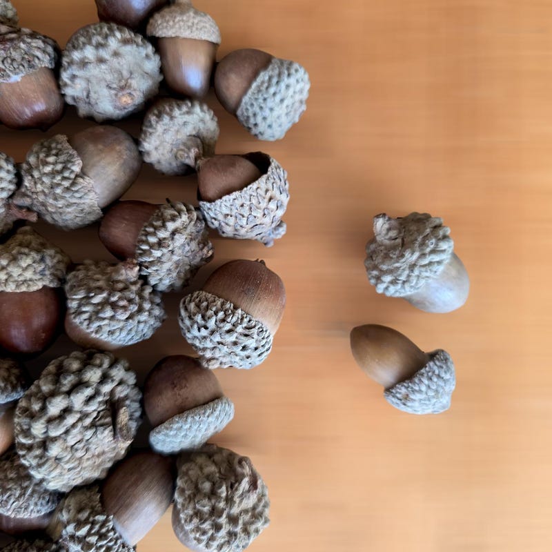 Acorn Wreath Small - Etsy UK