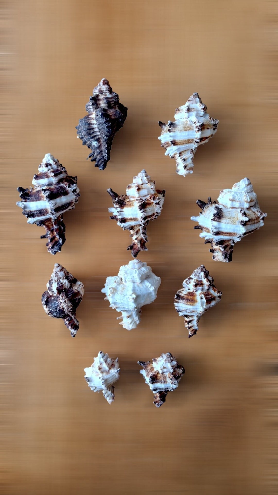 Murex Endiva Natural Sea Shell for Shell Art, Nautical Decor, Wedding ...