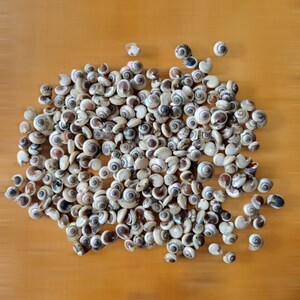 TINY BUTTON Top SNAIL Shells, Miniature Snail Shells, Black Pearl ...