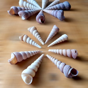 Natural SCREW SHELLS, SPIRAL Seashells, Beach Wedding Decor, Coastal ...