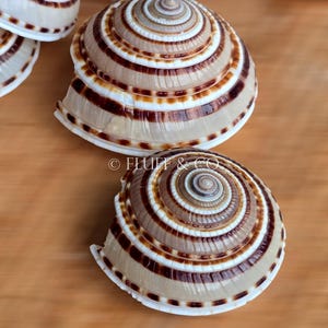 Natural SUNDIAL SHELLS – Disc-shaped SPIRAL Sea Shells (architectonica ...