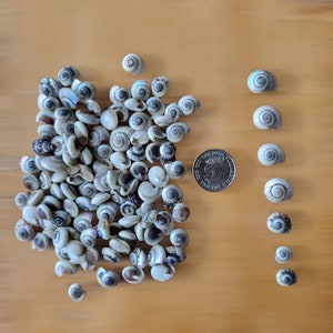 TINY BUTTON Top SNAIL Shells, Miniature Snail Shells, Black Pearl ...