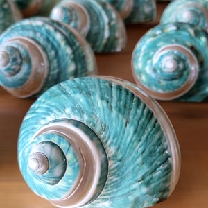 Big HERMIT Crab Sea Shell, Jade IMPERIAL TURBO Shell, Pearl Banded Rare ...