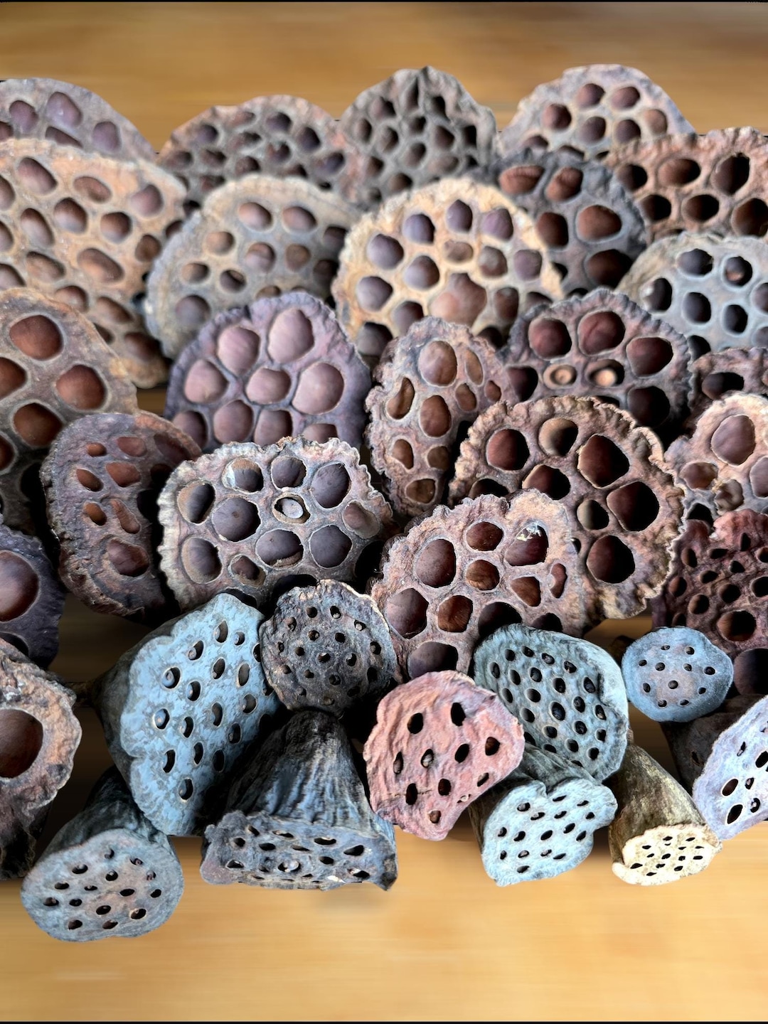 LOTUS FLOWER PODS - Natural Brown Dried Pods for Rustic Decor ...
