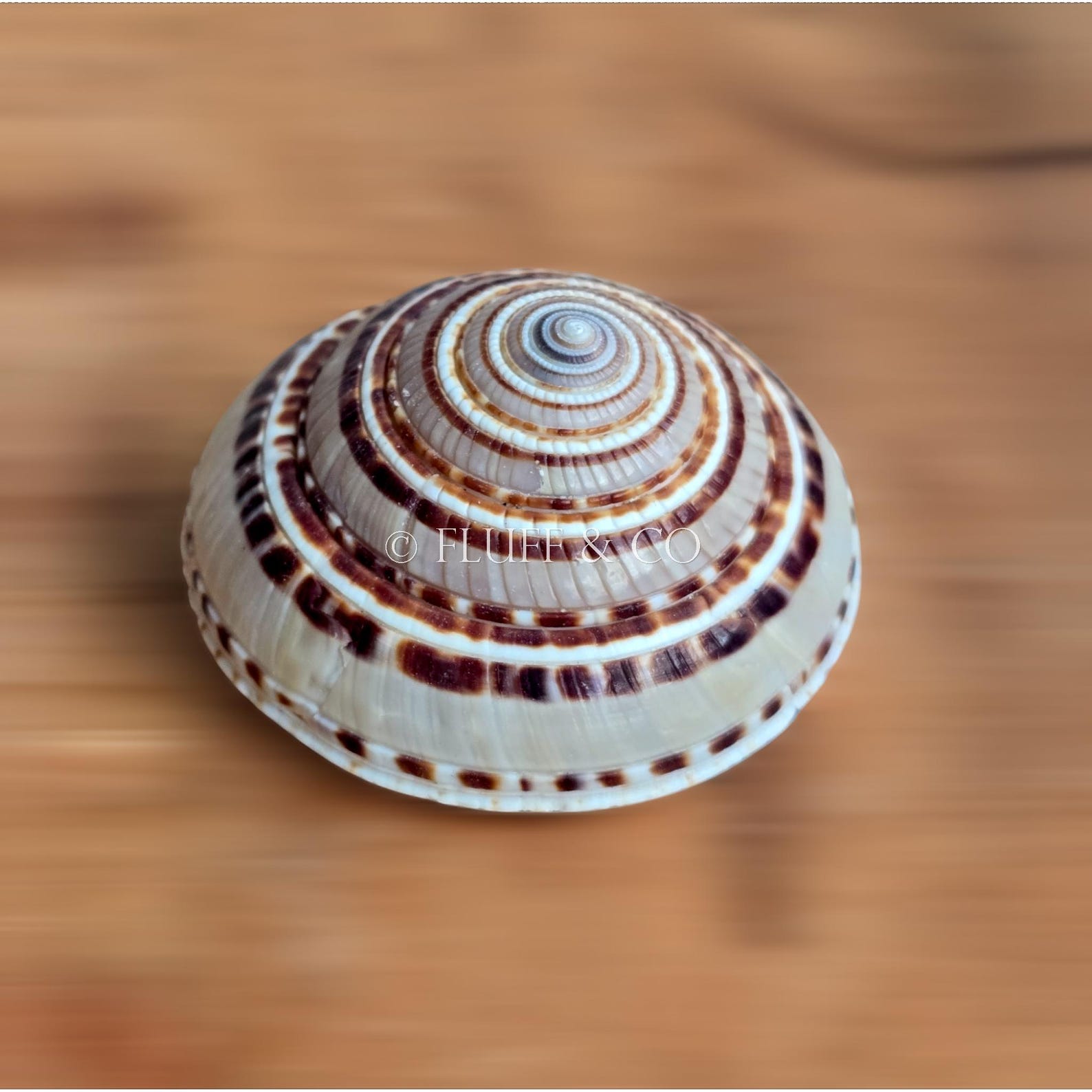 Natural SUNDIAL SHELLS – Disc-shaped SPIRAL Sea Shells (architectonica ...