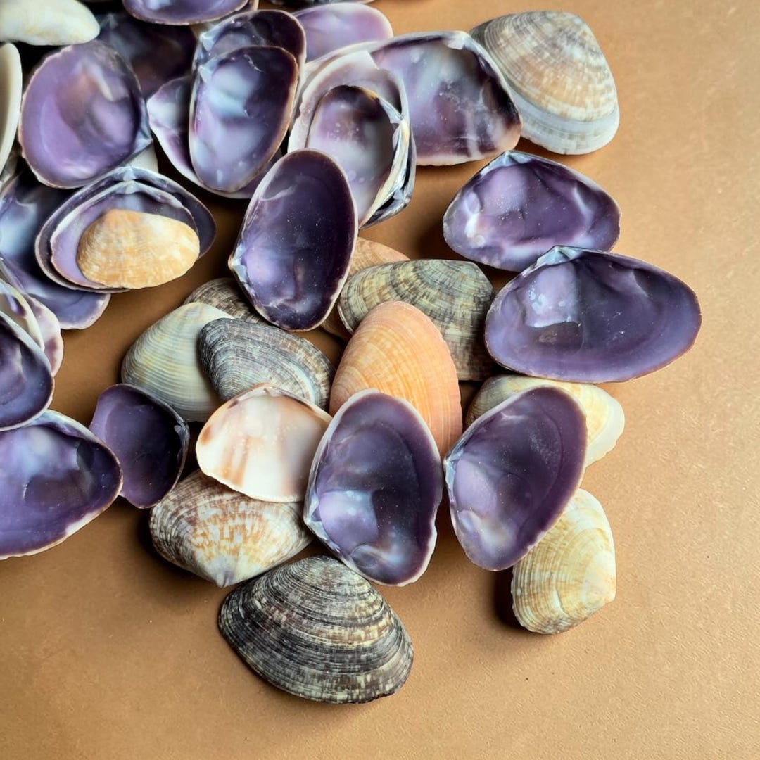 Purple Clam Shells 1–3cm Natural Cay Cay Seashells for Crafts, Resin ...