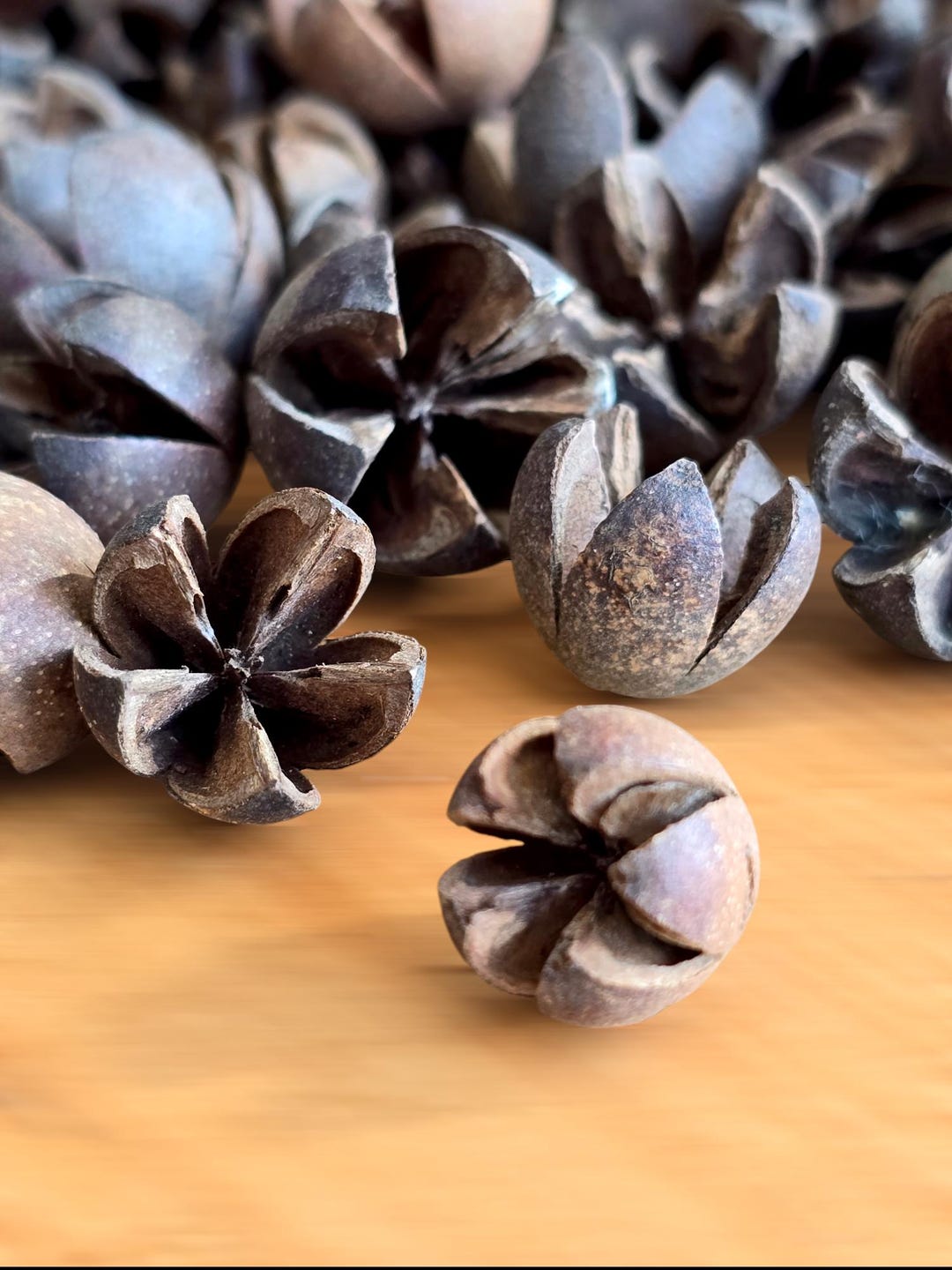 Natural WALLACHI PODS (1-3cm), Rustic DRIED Pods, Unique Natural Decor ...