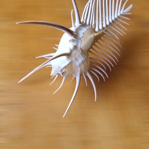 Murex Venus Comb Spiny Natural Sea Shell for Shell Art, Nautical Decor ...