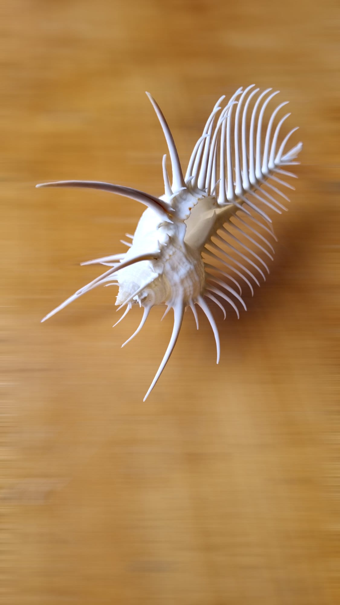 Murex Venus Comb Spiny Natural Sea Shell for Shell Art - Etsy