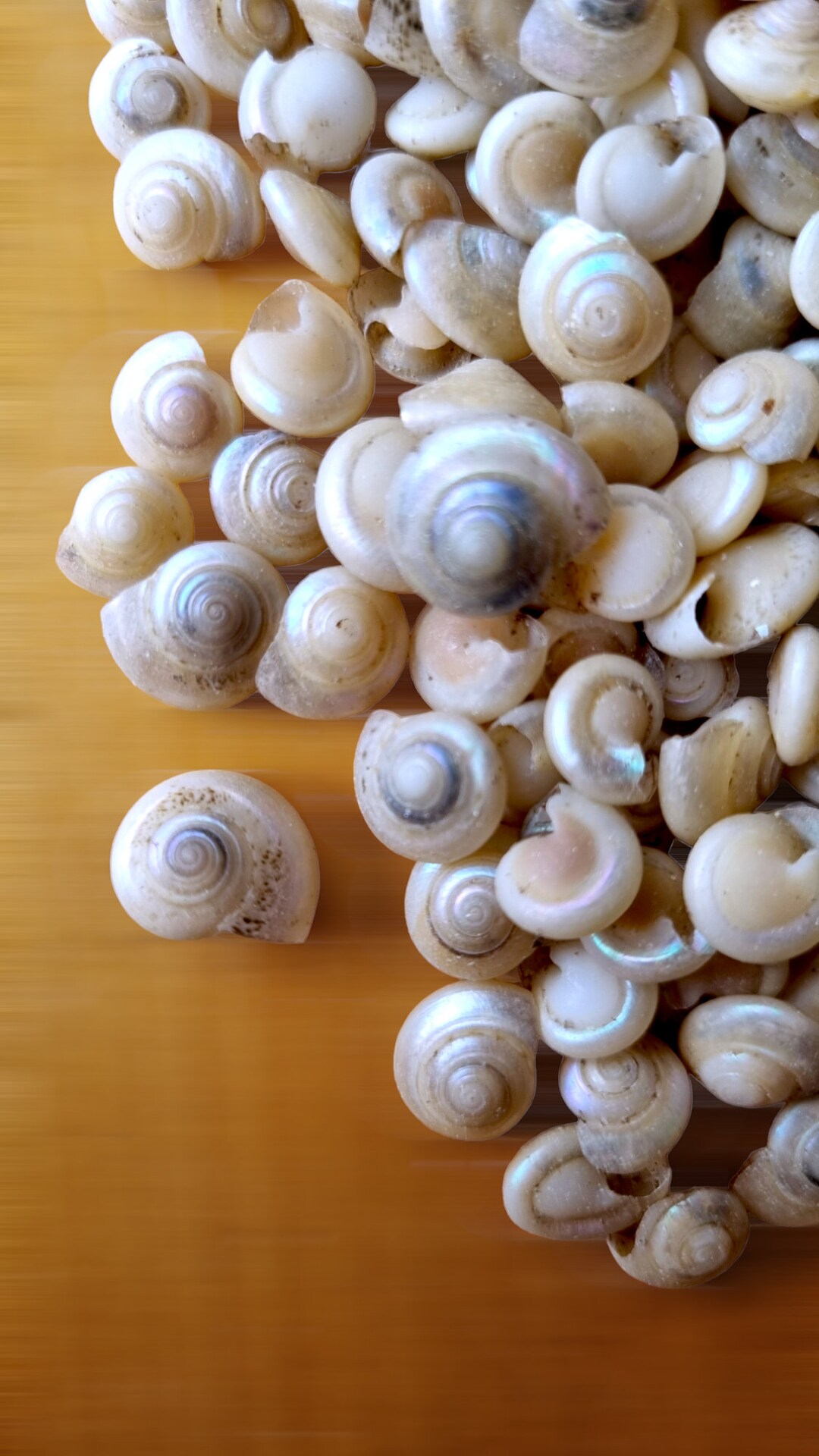 TINY BUTTON Top SNAIL Shells, Venetial Pearl Natural Spiral Shells ...