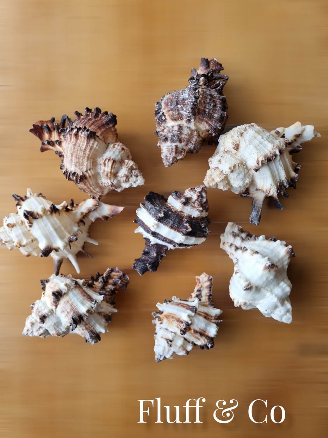 Murex Endiva Natural Sea Shell for Craft, Nautical Decor, Wedding ...