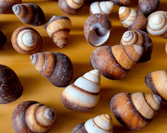 Vintage Large Snail Shells Brown Sea Shells Beach House - Etsy