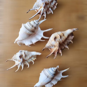 Spider Large Shell Lambis Conch Natural, Decorative Pink Shell Art ...