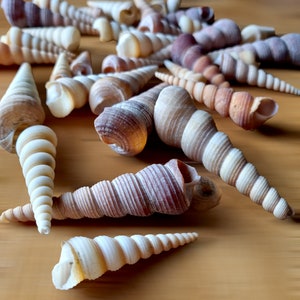 Natural SCREW SHELLS, SPIRAL Seashells, Beach Wedding Decor, Coastal ...