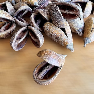 Natural MIKE PODS (mocha Pods) 4-8 Cm, Decorative DRIED Pods for Rustic ...