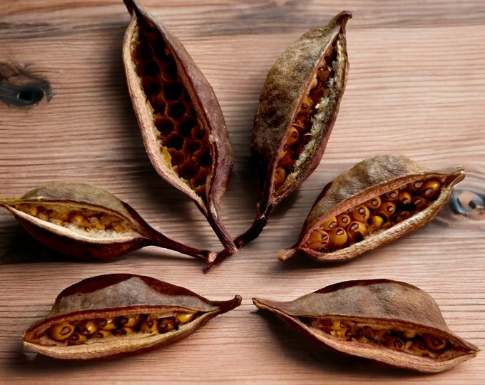 20 Horse Reed Seed Pods - Natural Materials - Craft Supplies - Art ...