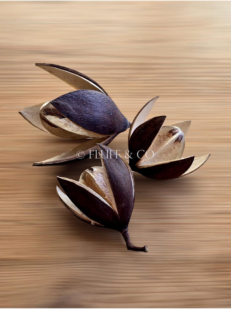 Natural WILD LILY Pods - Dried Brown & Cream Flower Pods for Rustic ...