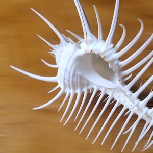 MUREX VENUS COMB Seashell (7–16cm) - Spiny Natural Sea Shell | Shell ...