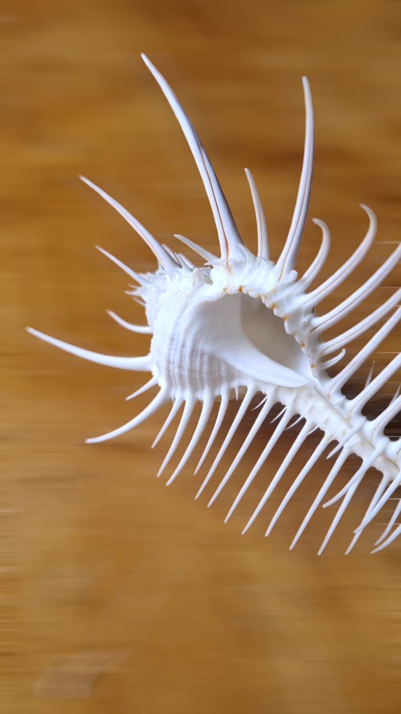 Murex Venus Comb Spiny Natural Sea Shell for Shell Art - Etsy