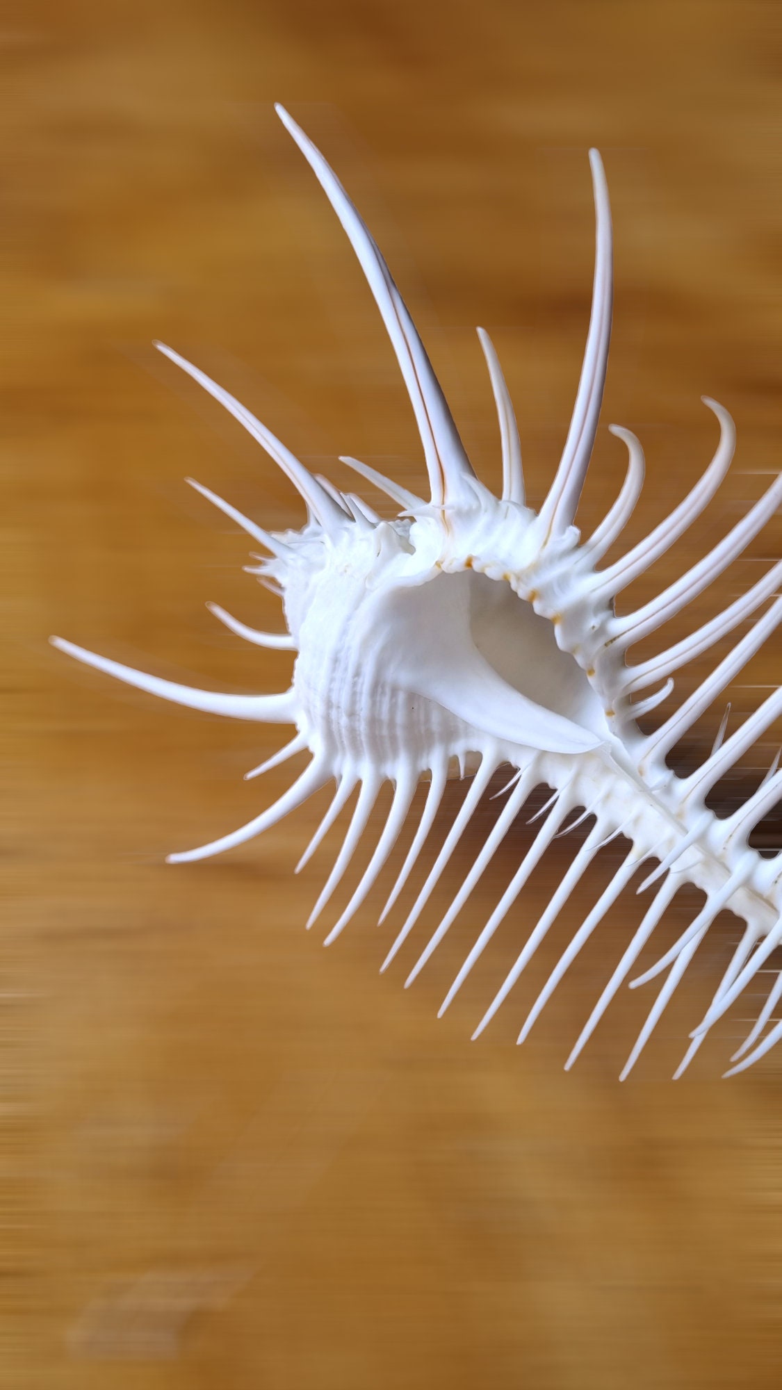 Murex Venus Comb Spiny Natural Sea Shell for Shell Art - Etsy
