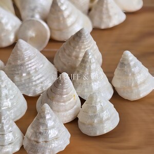 Mini TROCA Shells - Natural Pearl-like Spiral Shells, Small White ...