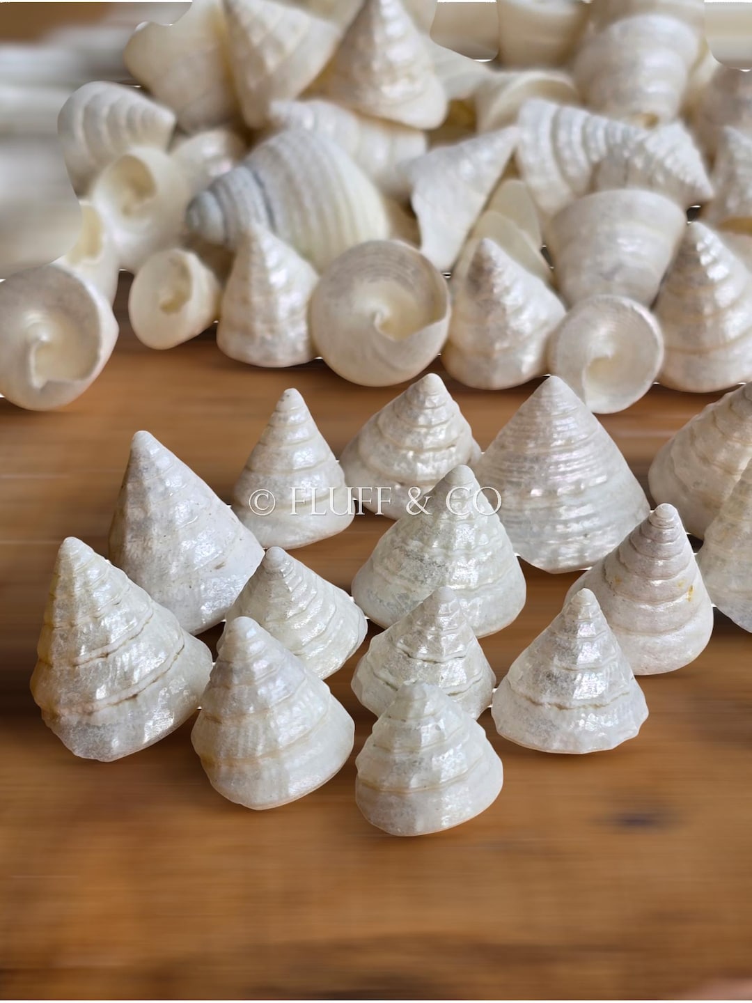 Mini TROCA Shells - Natural Pearl-like Spiral Shells, Small White ...