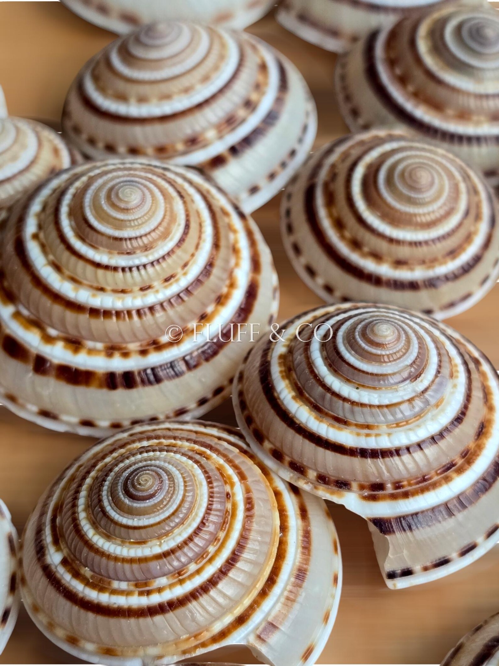 Natural SUNDIAL SHELLS – Disc-shaped SPIRAL Sea Shells (architectonica ...