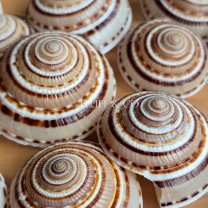 Natural SUNDIAL SHELLS – Disc-shaped SPIRAL Sea Shells (architectonica ...