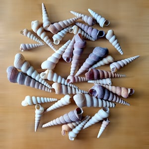 Natural SCREW SHELLS, SPIRAL Seashells, Beach Wedding Decor, Coastal ...