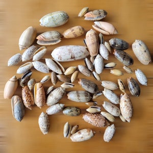 Olive Shells Polished Natural for Craft - Art - Decoration - Wedding ...