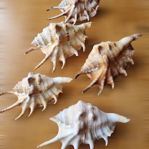 Spider Large Shell Lambis Conch Natural, Decorative Pink Shell Art ...