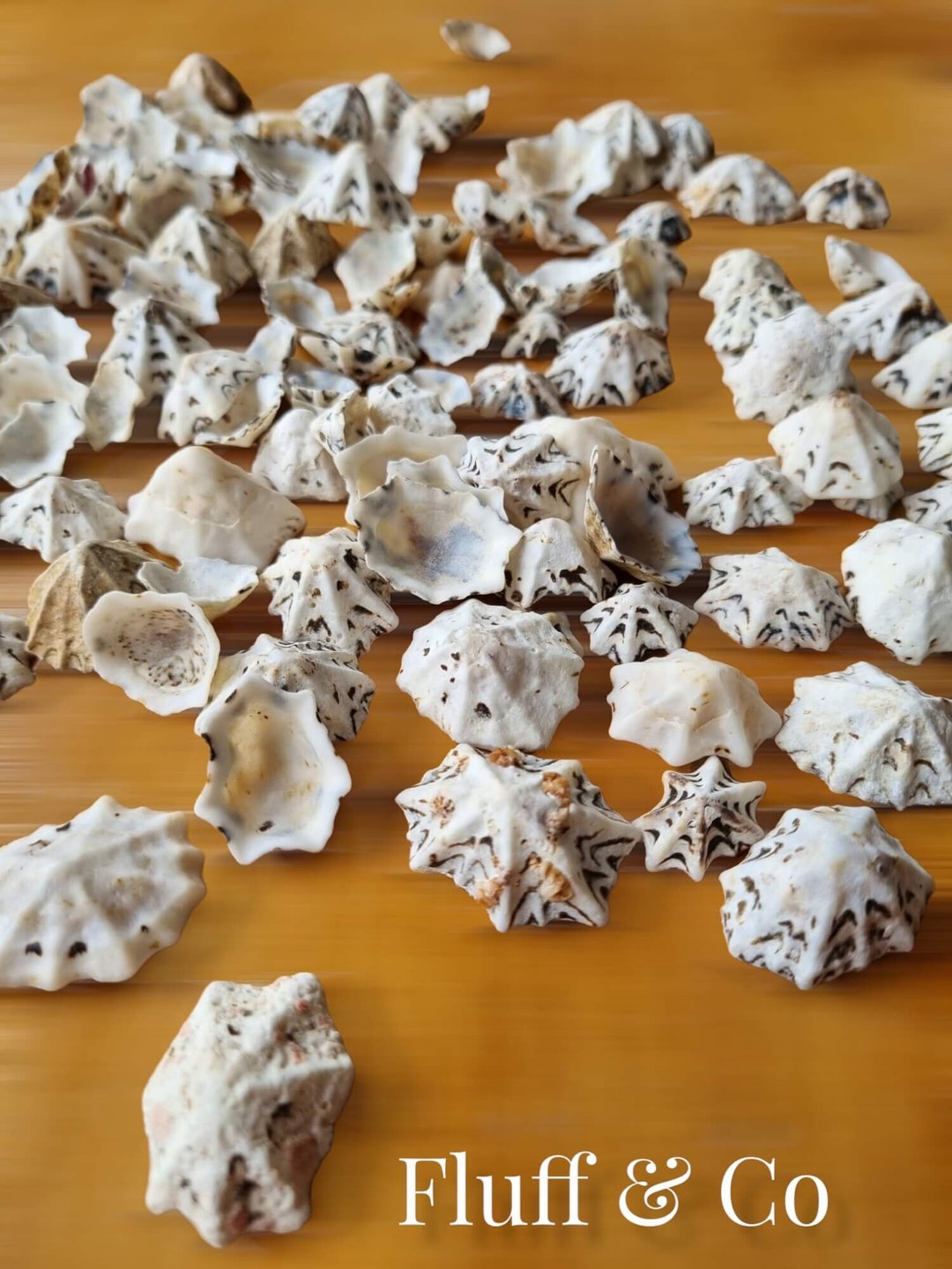 Natural STAR LIMPET Sea Shells, Star-shaped Shells, Small Black and ...