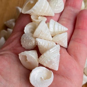 Mini TROCA Shells - Natural Pearl-like Spiral Shells, Small White ...