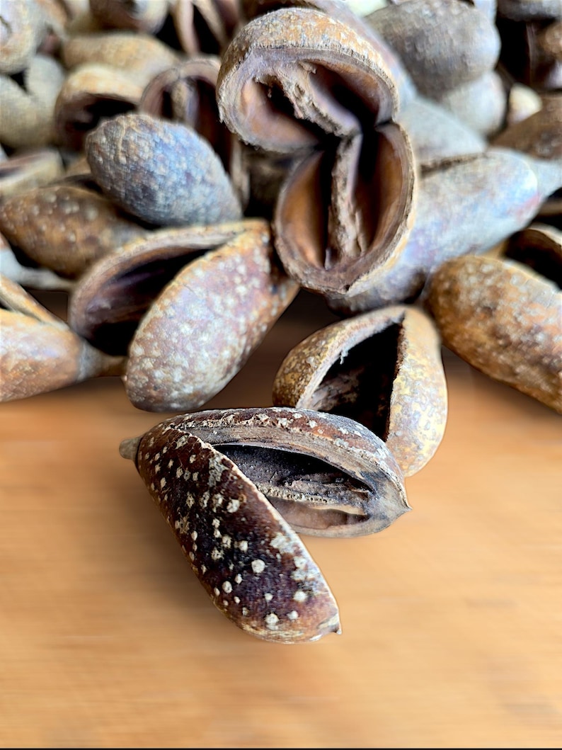 Natural MIKE PODS (mocha Pods) 4-8 Cm, Decorative DRIED Pods for Rustic ...