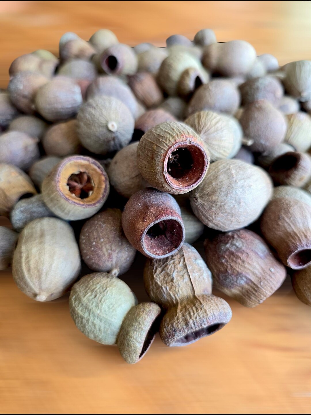 EUCALYPTUS SEED PODS - Natural Gum Nuts, Dried Rustic Pods, Botanical ...