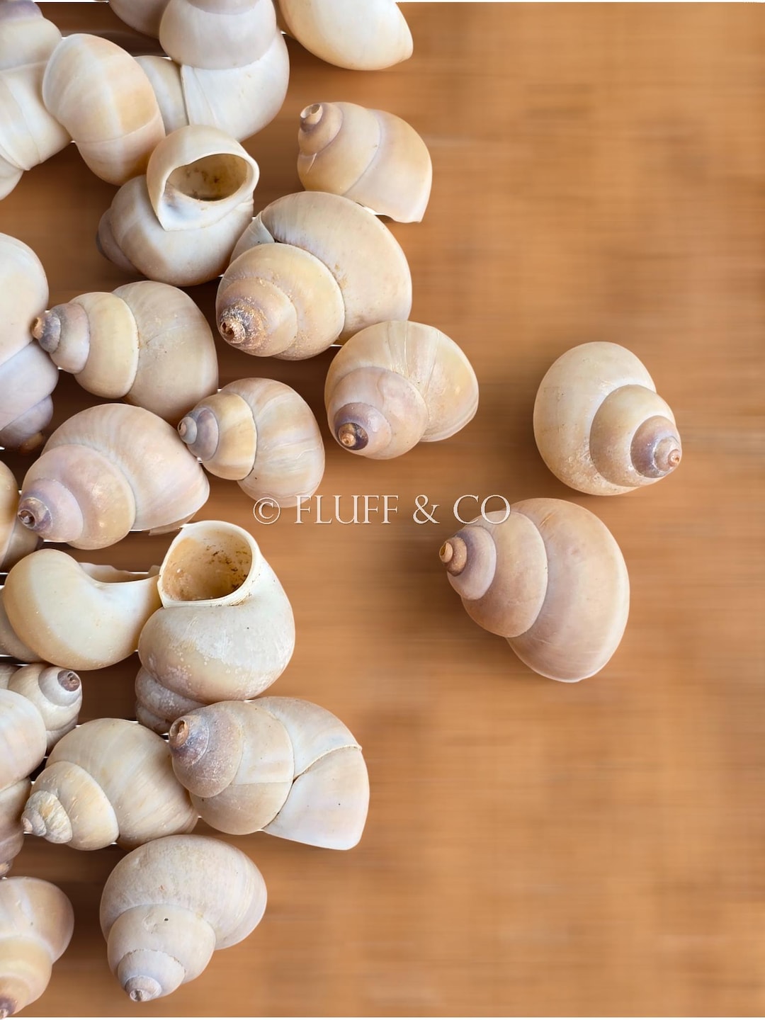 UMACHI MUSSEL Shells – Japanese Moon Snail Shells - Natural Sea Snail ...