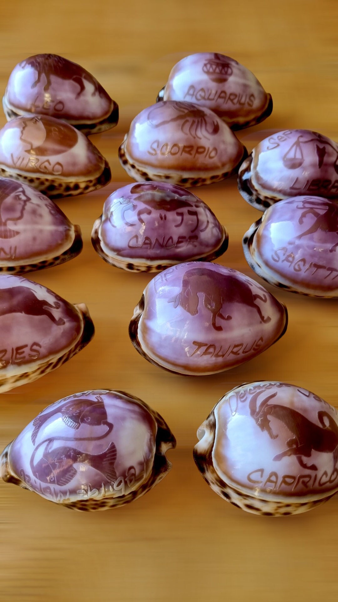 Zodiac Tiger Cowry Shells Large Handcrafted Polished Purple Sea Shells ...