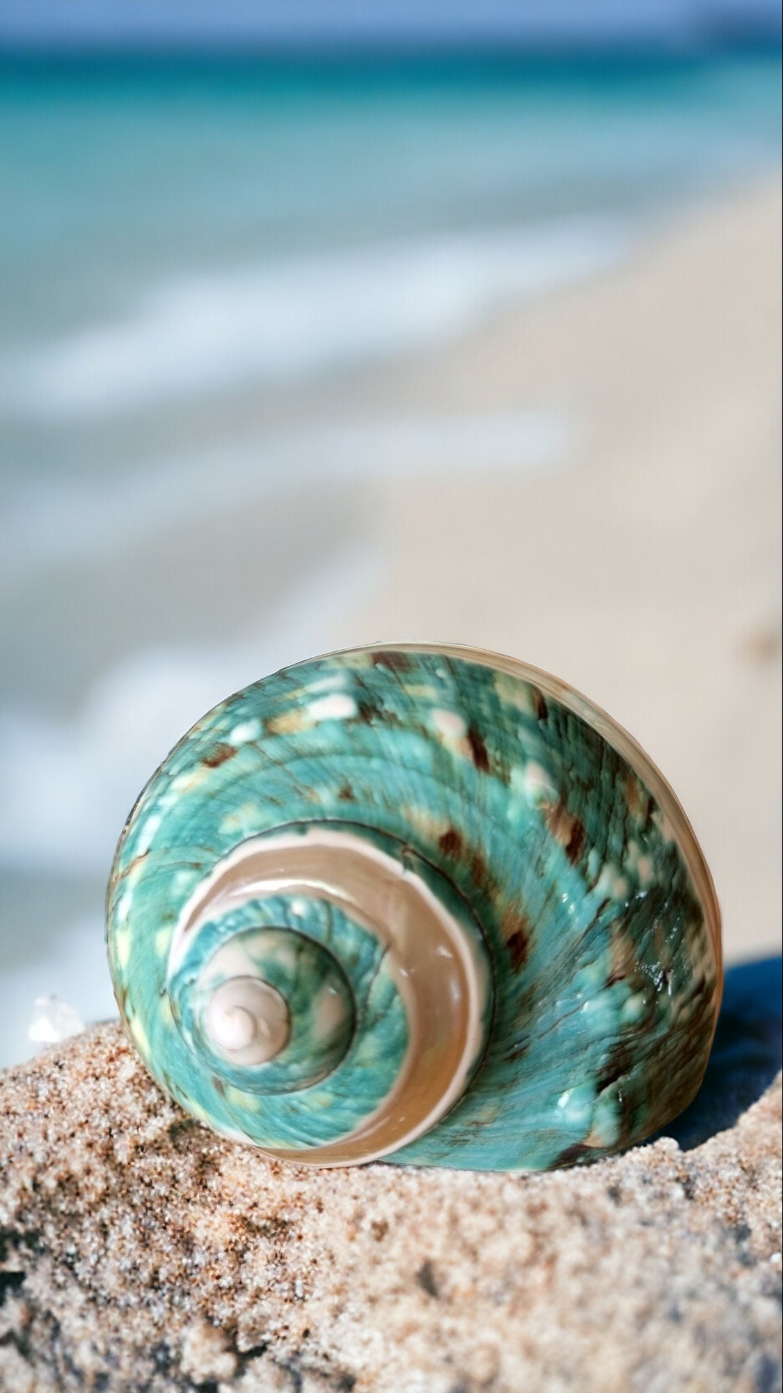 Big HERMIT Crab Sea Shell, Jade IMPERIAL TURBO Shell, Pearl Banded Rare ...