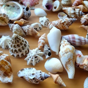 SMALL SHELLS MIX Assorted for Craft, Decoration, Wedding, Nautical Home ...