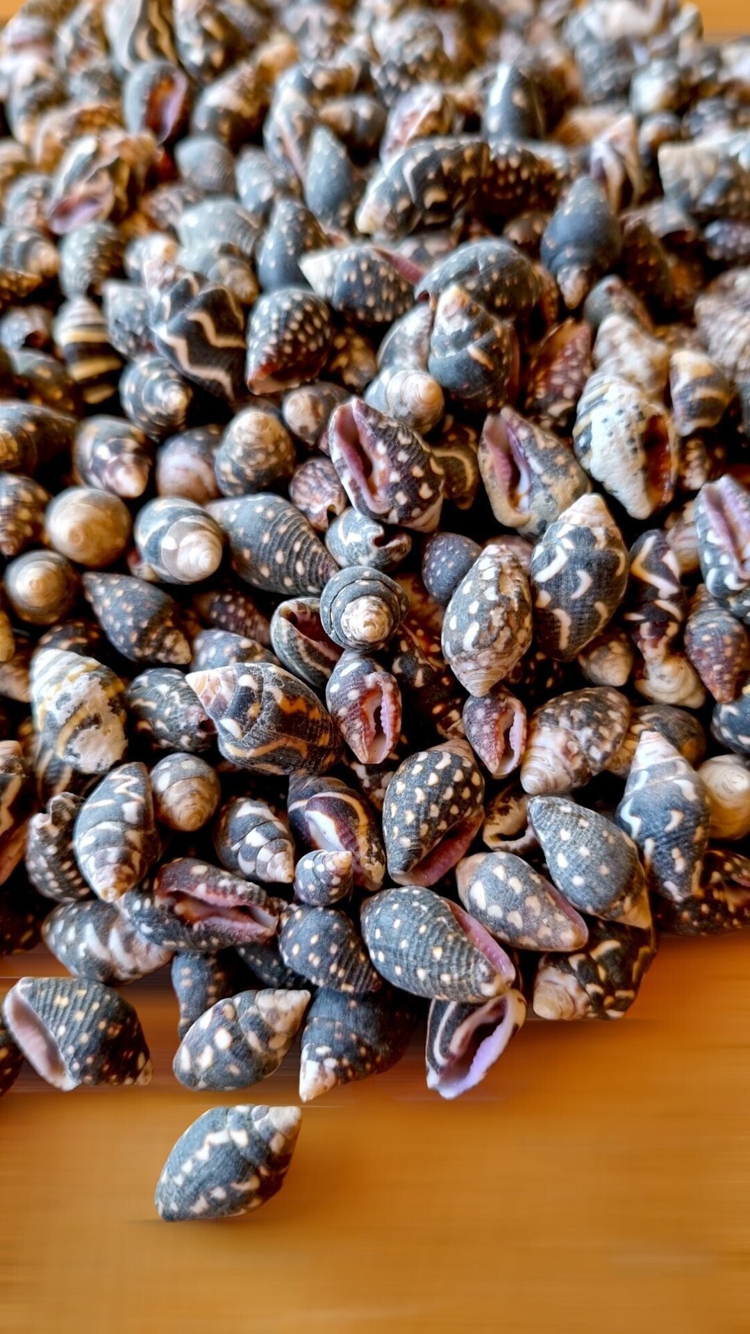 BLACK and WHITE Seashells, Tiny COLUMBELLA Nassa Shells, Natural Mini ...