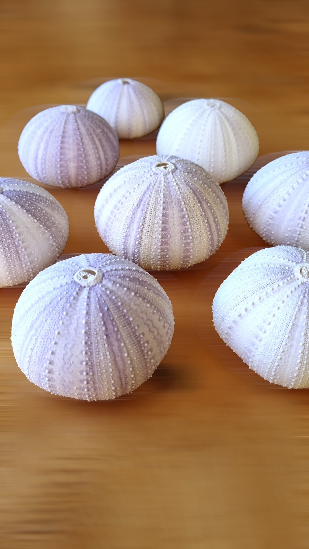 Sea Urchin - Set of 5 Shells in White Lilac ~ Marine Craft Projects ...