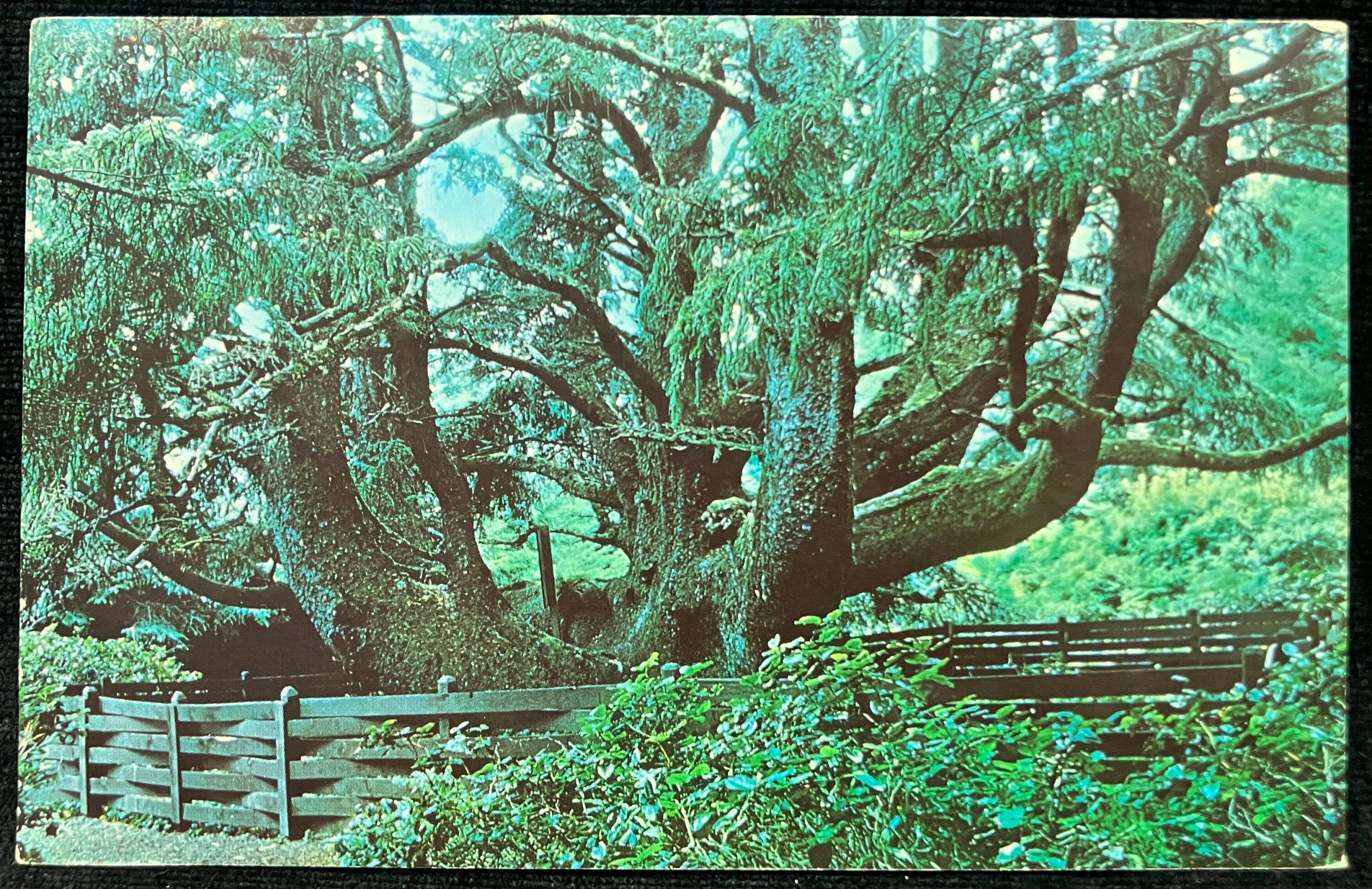 Octopus Tree Oregon Coast Photo by Mel Anderson Vintage - Etsy