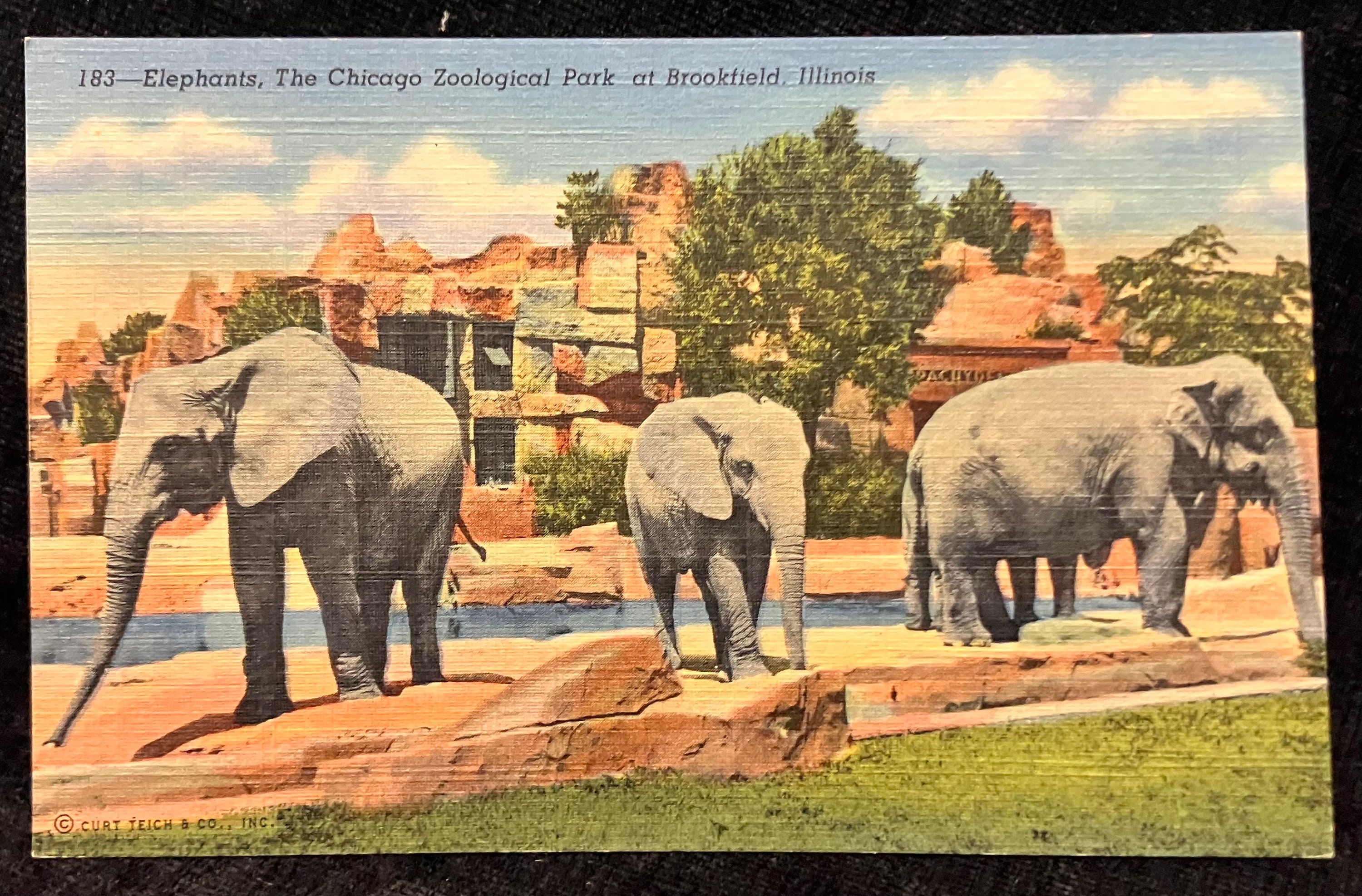 Elephants, the Chicago Zoological Park at Brookfield, Illinois ...