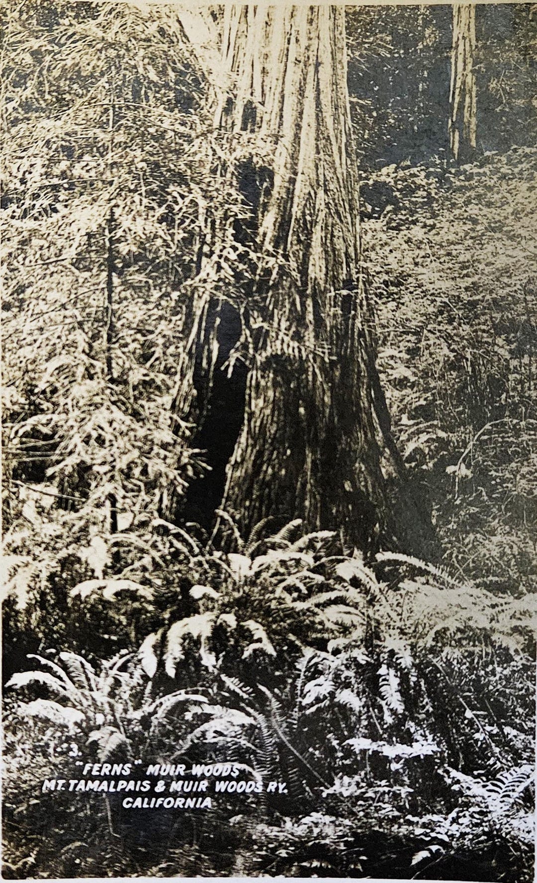 RPPC - Muir Woods, Ferns - Mt. Tamalpais & Muir Woods RY. , California ...