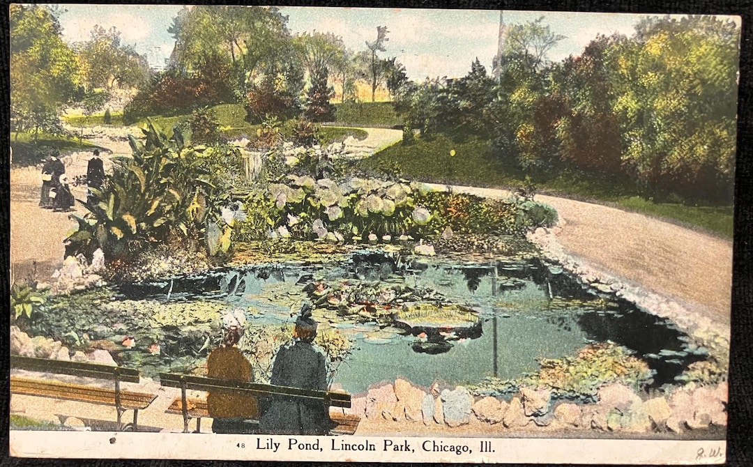 Lily Pond, Lincoln Park, Chicago, Ill. Vintage Park Postcard Chicago ...