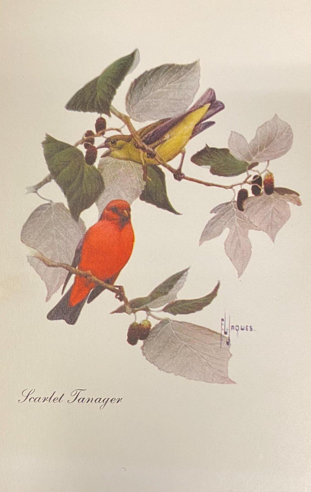 Scarlet Tanager - Francis Lee Jaques Watercolor - Vintage Wildlife ...